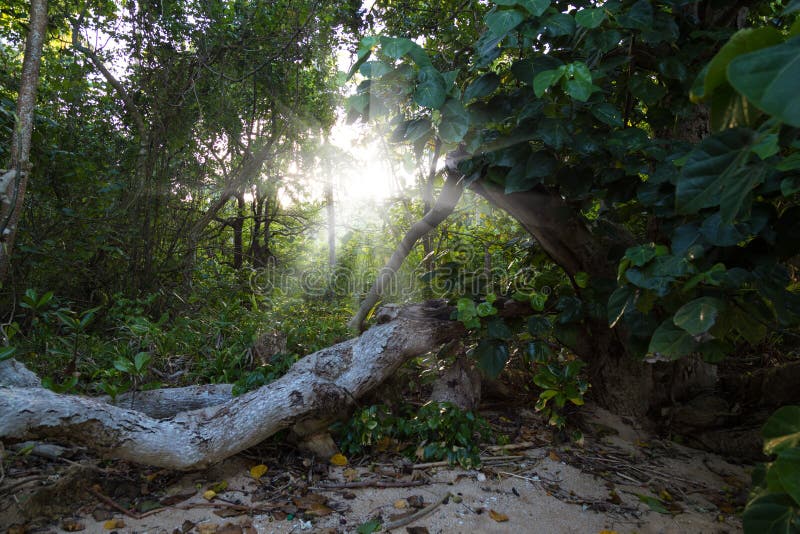 Morning in jungle stock photo. Image of quiet, grass - 31423198