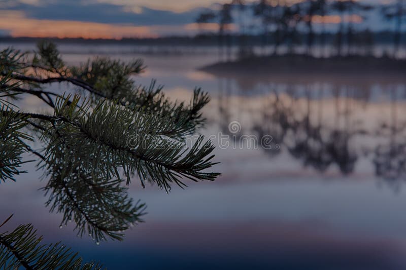 Morning lake stock image. Image of pine, loneliness - 101604131