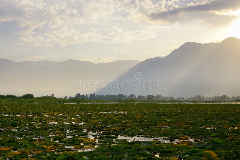 Morning Lake stock photo. Image of shine, edge, morning - 42426524