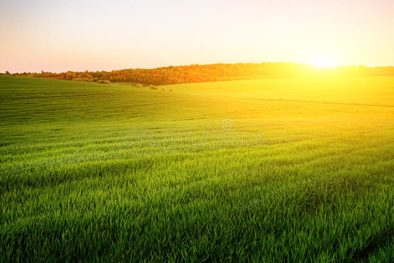 Morning Landscape with Green Field, Traces of Tractor in Sun Ray Stock ...