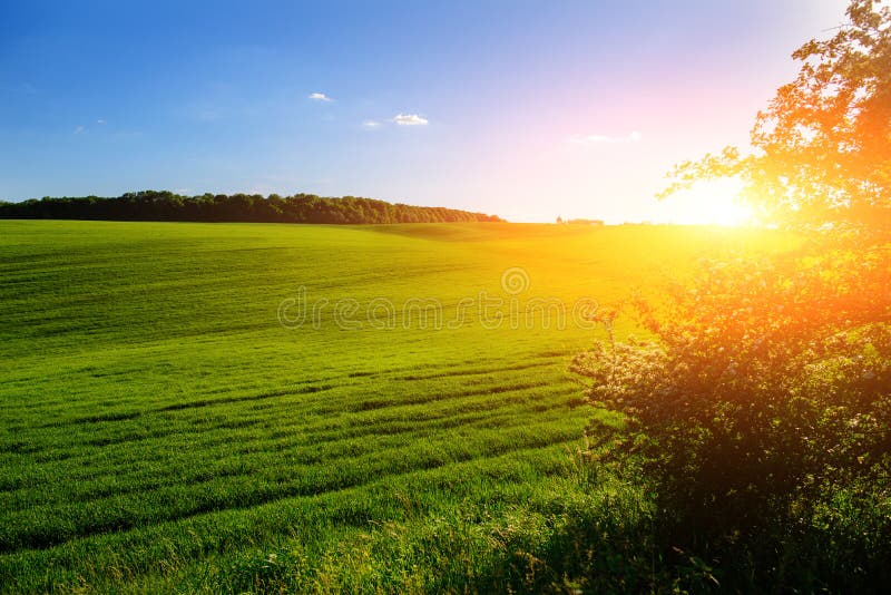 Morning Landscape with Green Field, Traces of Tractor in Sun Rays Stock ...