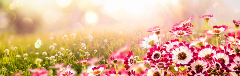 Morning Landscape in Pink Colors. Spring Flowers Stock Photo - Image of ...