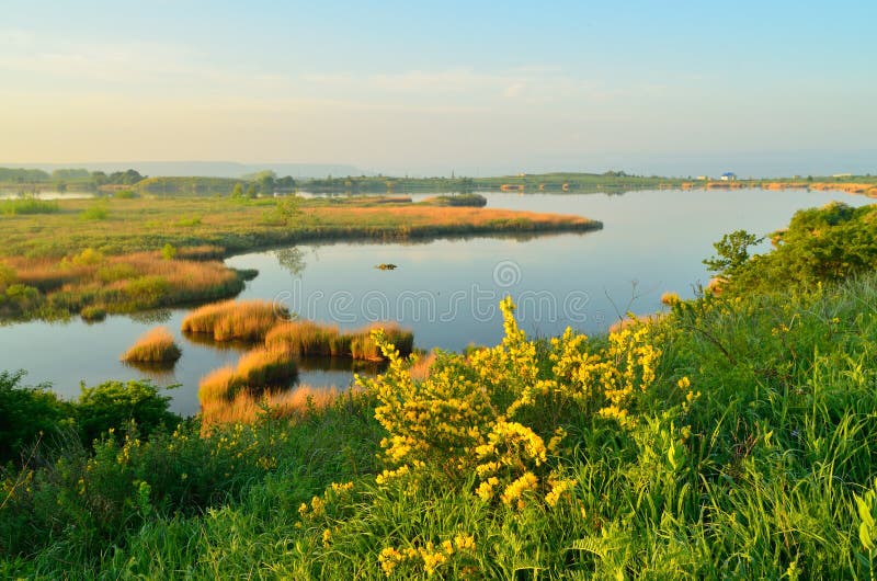 Morning landscape stock photo. Image of pond, flower - 31004192