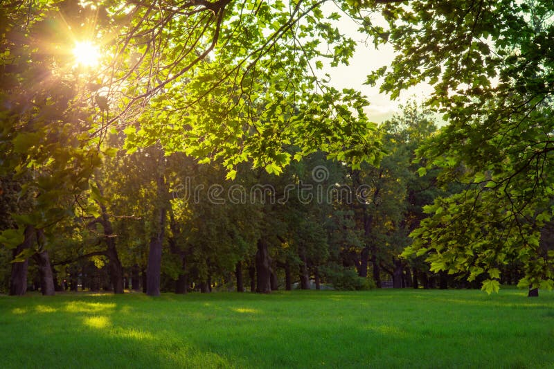 Morning Landscape. Sun Rays Behind the Trees in the Park Stock Image ...