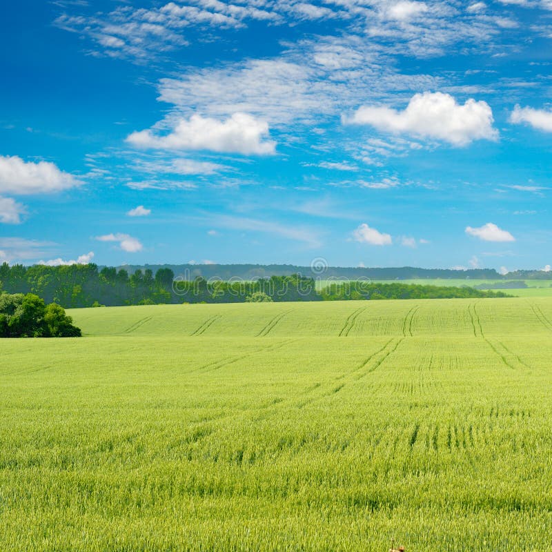 Morning in Large Wheat Field Stock Photo - Image of horizon, farming ...