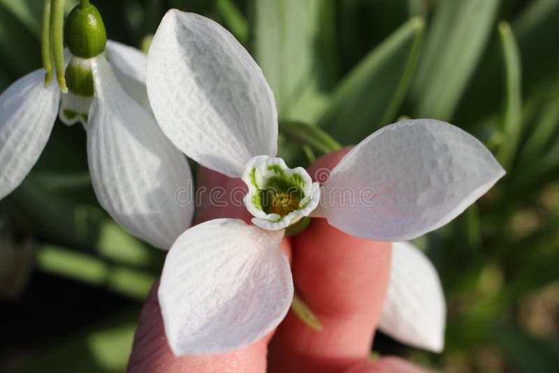 A Large White Snowdrop Blooms in the Garden. Stock Image - Image of ...