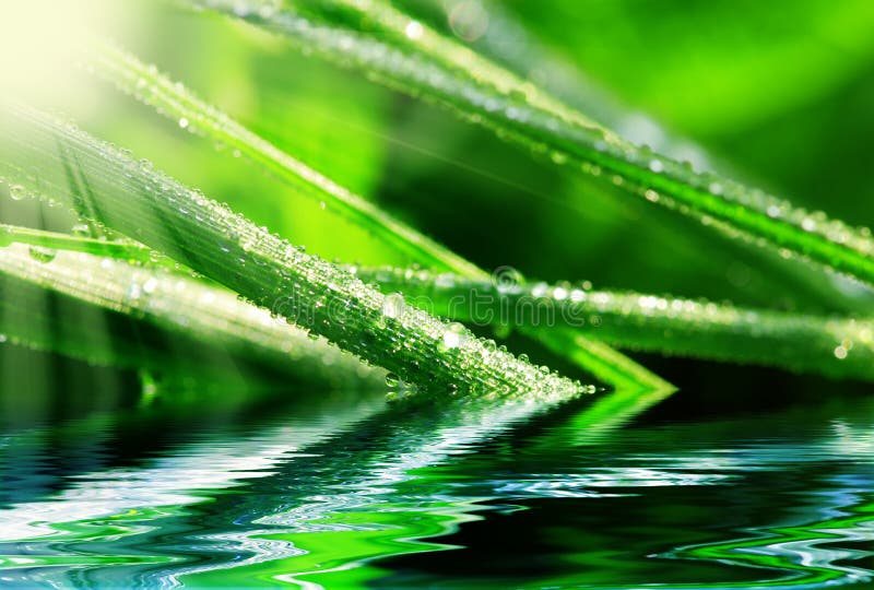 Morning leaf stock image. Image of line, fresh, abstract - 6821519