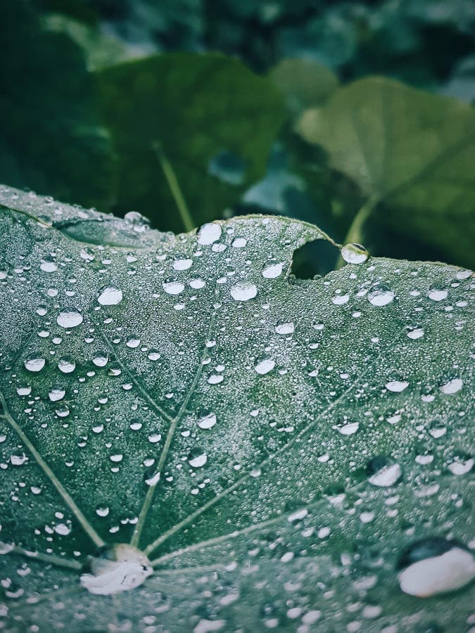 Morning leaf stock image. Image of leaves, leaf, early - 117676625