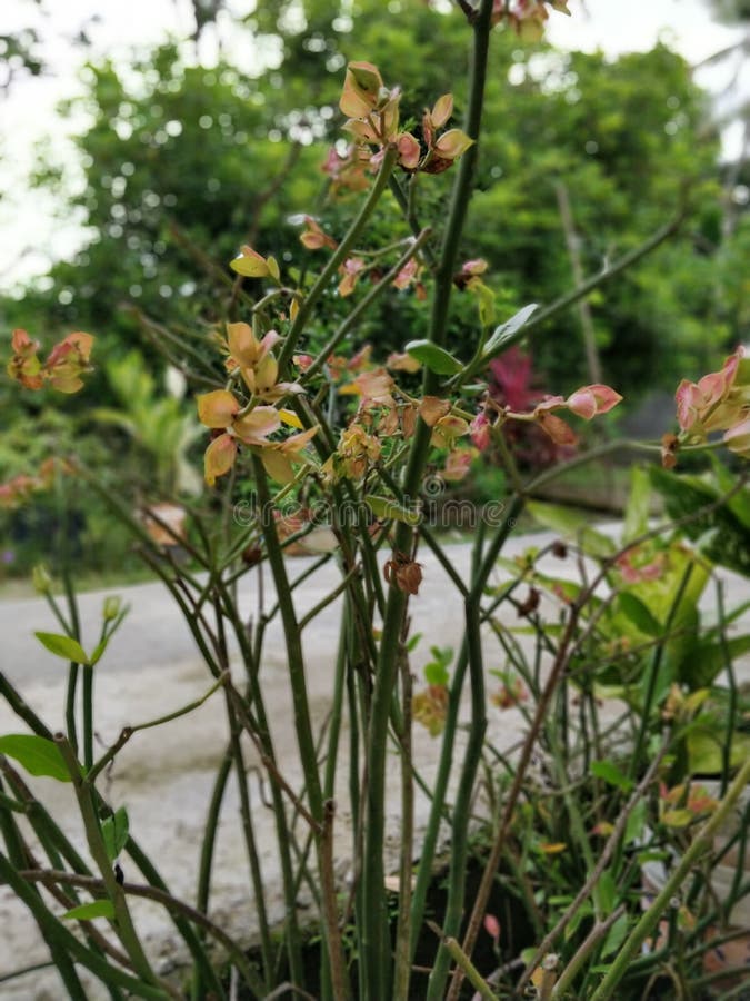 Morning leaf grow stock photo. Image of herb, produce - 200192390