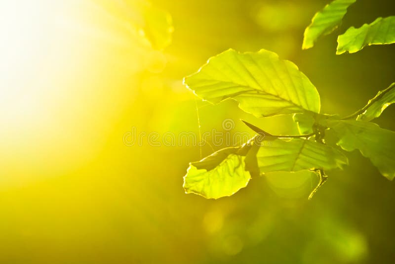 Morning leaves stock photo. Image of leaf, outdoors, environment - 17326808