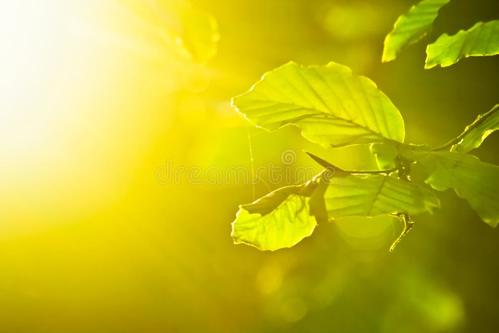 Morning leaves stock photo. Image of leaf, outdoors, environment - 17326808