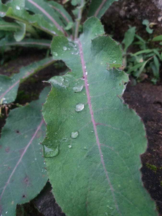 Morning stock image. Image of morning, weeds, wall, leaves - 222122429