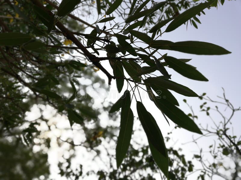 Morning leaves stock photo. Image of leaf, outdoors, environment - 17326808