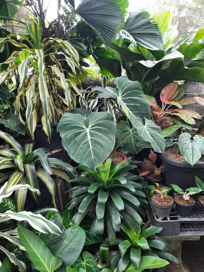 Morning Life in Garden Plant Stock Image - Image of garden, plant ...