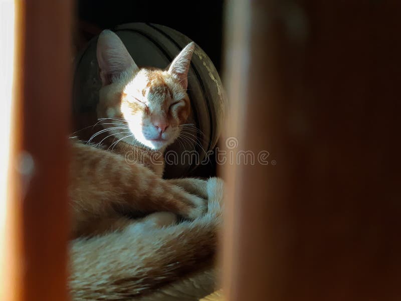 The morning light stock photo. Image of light, animals - 173462650