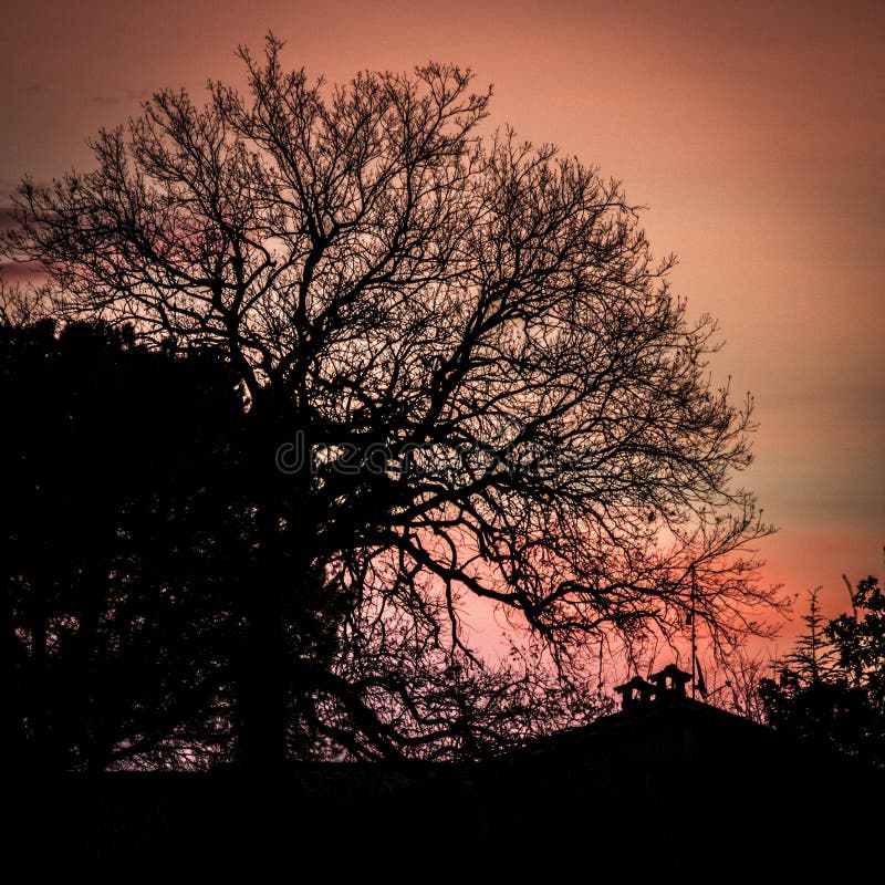 374 Behind Light Oak Tree Stock Photos - Free & Royalty-Free Stock ...