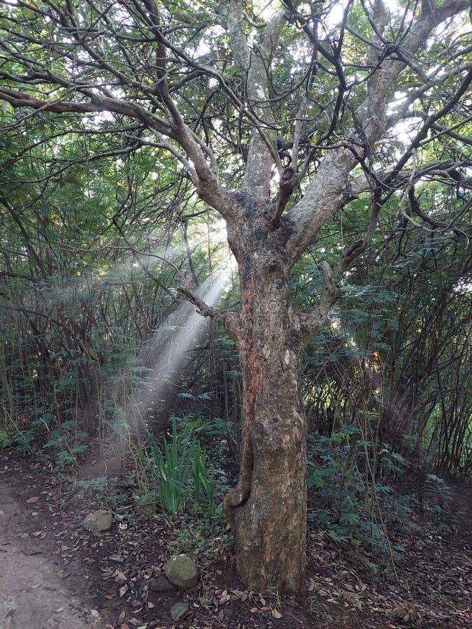 Morning Light Behind the Old Tree Stock Image - Image of tree, light ...