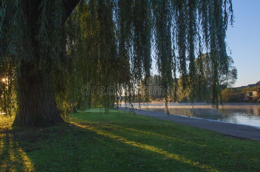 Morning Light Behind Tree at Nene River in Peterborough in England ...