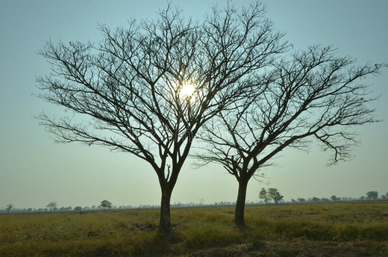 Morning Light Behind the Tree Stock Image - Image of plain, green: 66938111