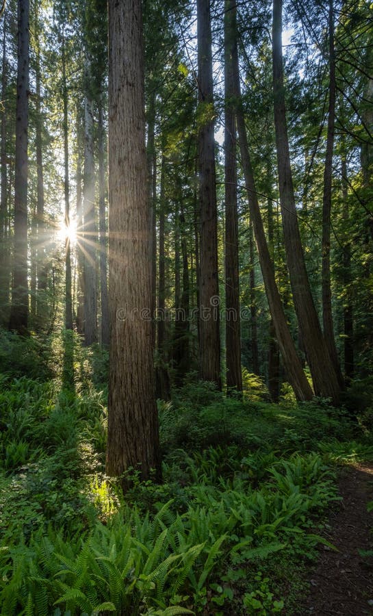 Morning Light Burst through the Canopy of Redwood Stock Image - Image ...