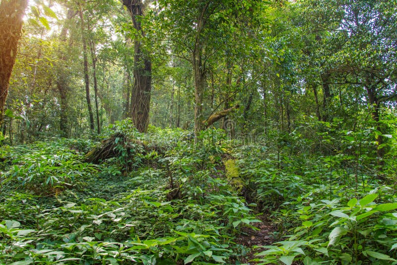 Morning Light of Deep Forest with Trees Stock Photo - Image of footpath ...