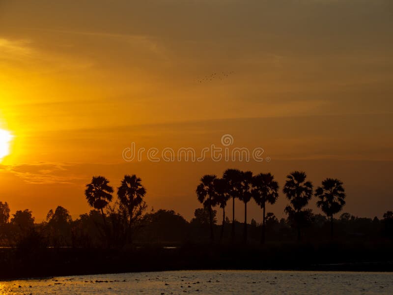 Morning Light or Evening Light, Landscape Shadow of Palm Trees Stock ...
