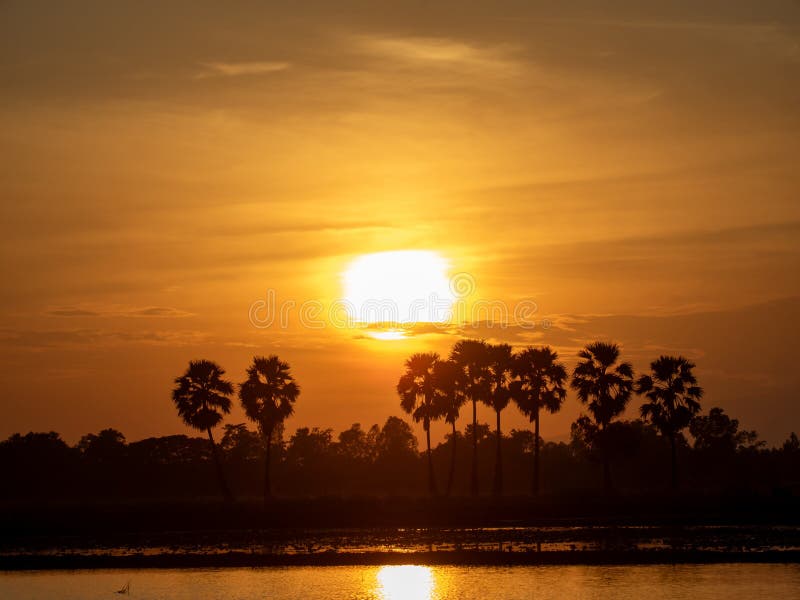 Morning Light or Evening Light, Landscape Shadow of Palm Trees Stock ...