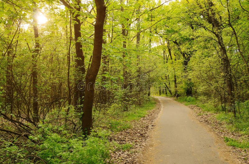 Morning Light Falls on a Forest Road Stock Photo - Image of branches ...