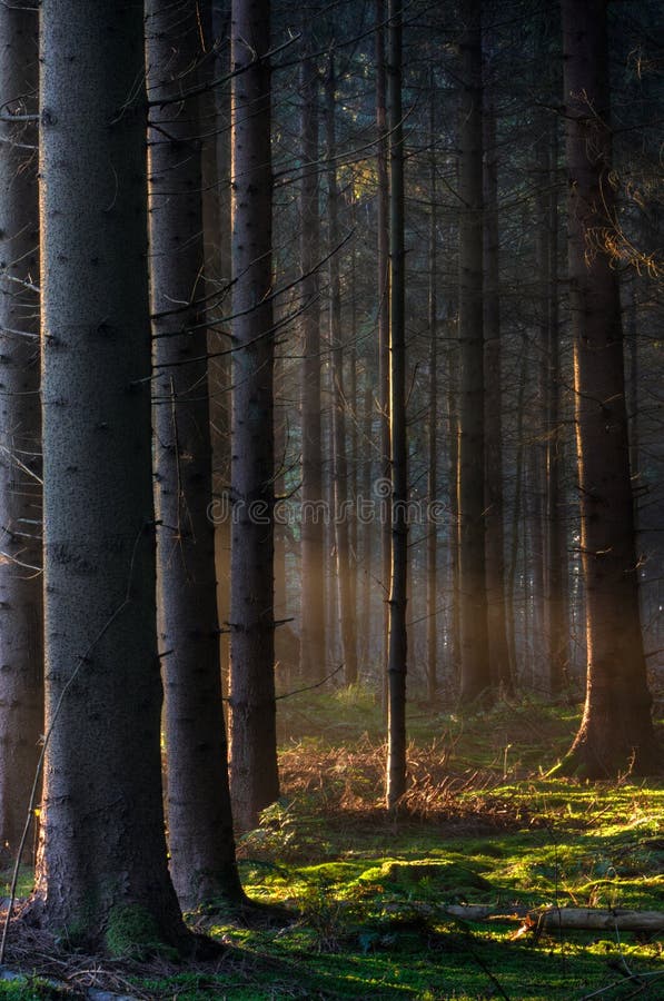 Morning light in forest stock photo. Image of solitude - 21641234