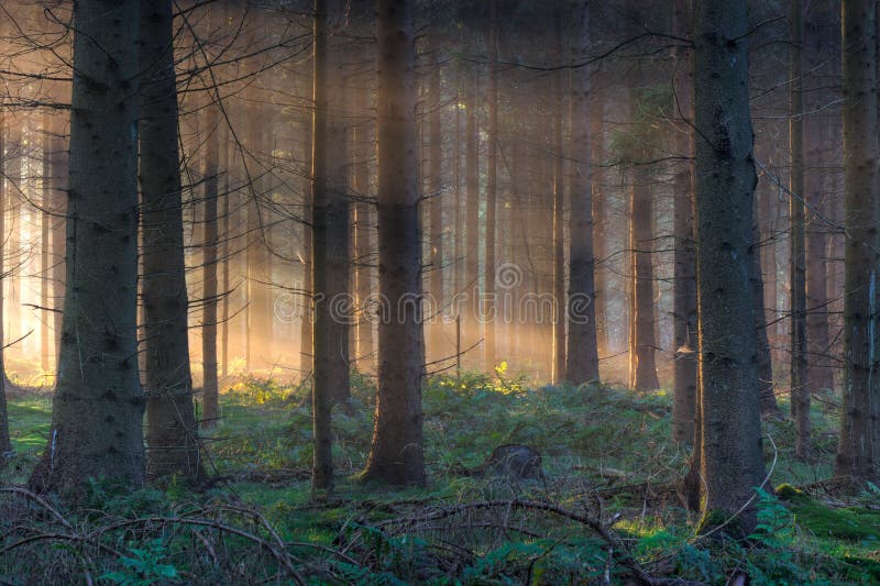 Morning light in forest stock photo. Image of dark, sunrays - 21641374