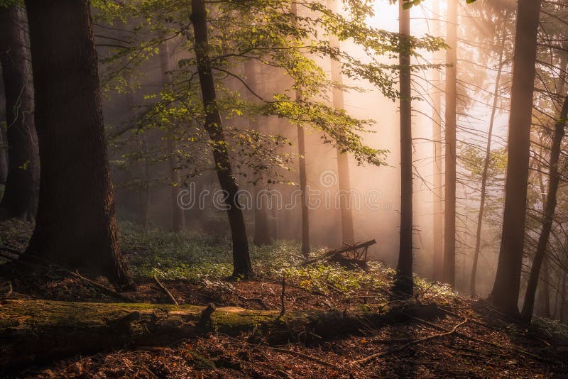 Morning Light stock photo. Image of green, morning, blade - 79203474