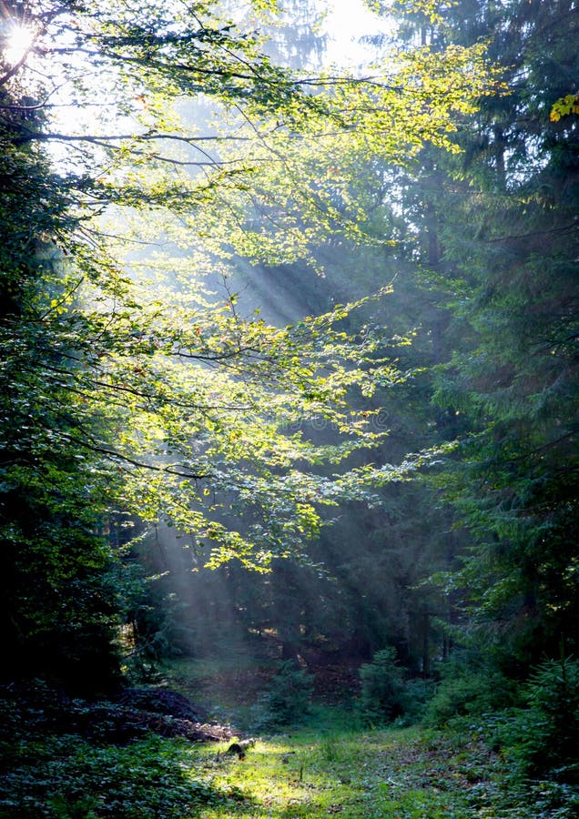 Morning in forest stock image. Image of natural, park - 55160681