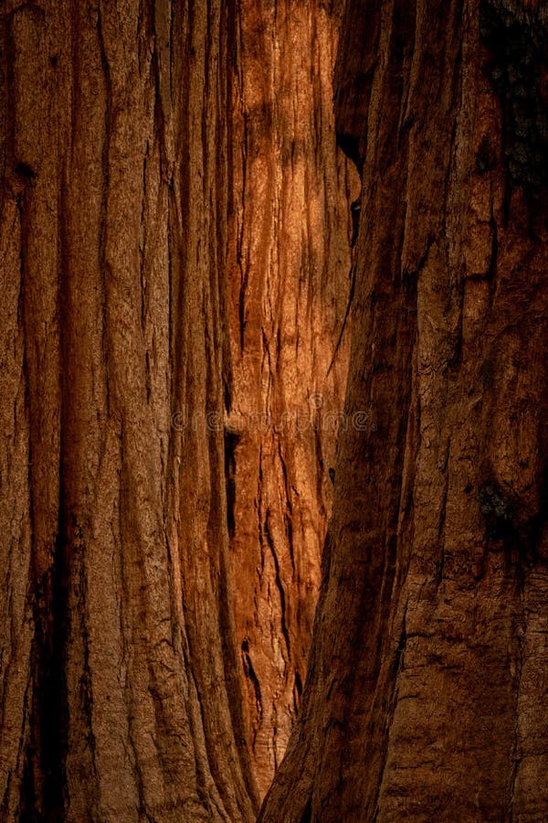 Morning Light Glows on the Back Layer of Sequoia Tree Bark Stock Image ...