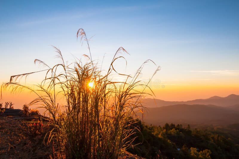 Morning light on the hill stock image. Image of plants - 226487885