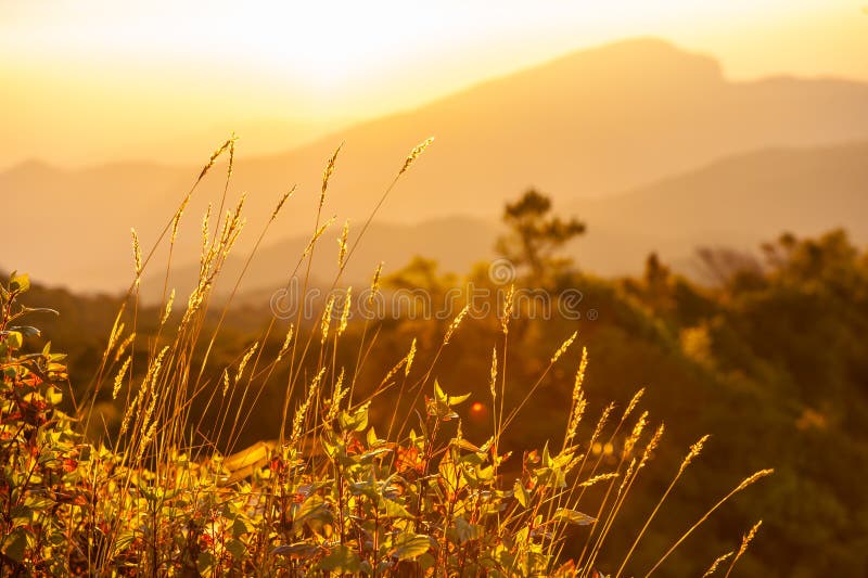 Morning Light on the Hill 2 Stock Image - Image of landscape, hill ...