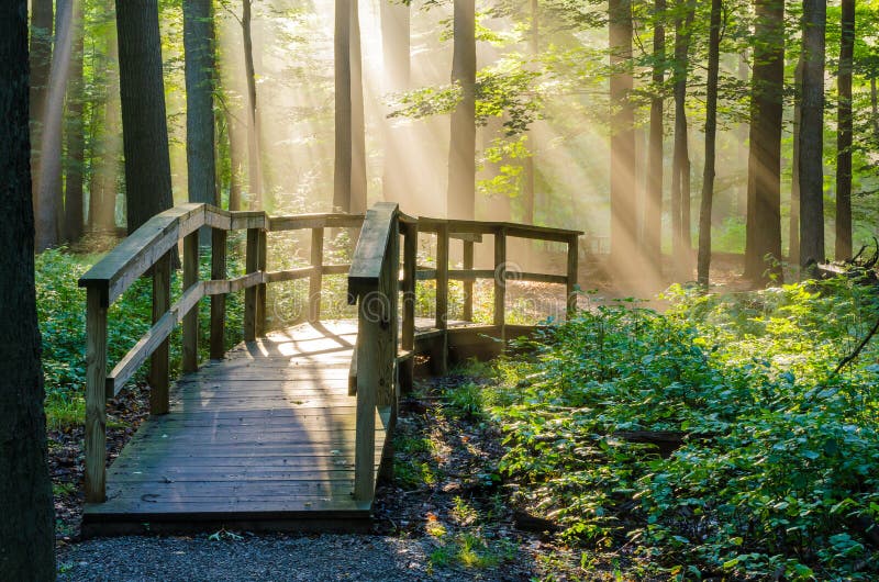 Morning Light Rays stock image. Image of foggy, lush - 44265419