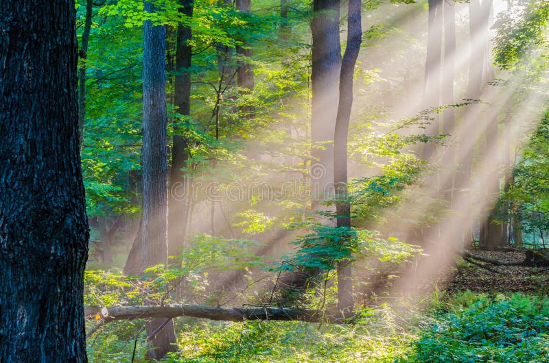 Morning Light Rays stock photo. Image of mist, picturesque - 44265402