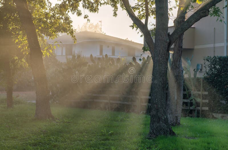 Morning Light Rays through Tree Beanches Stock Photo - Image of path ...