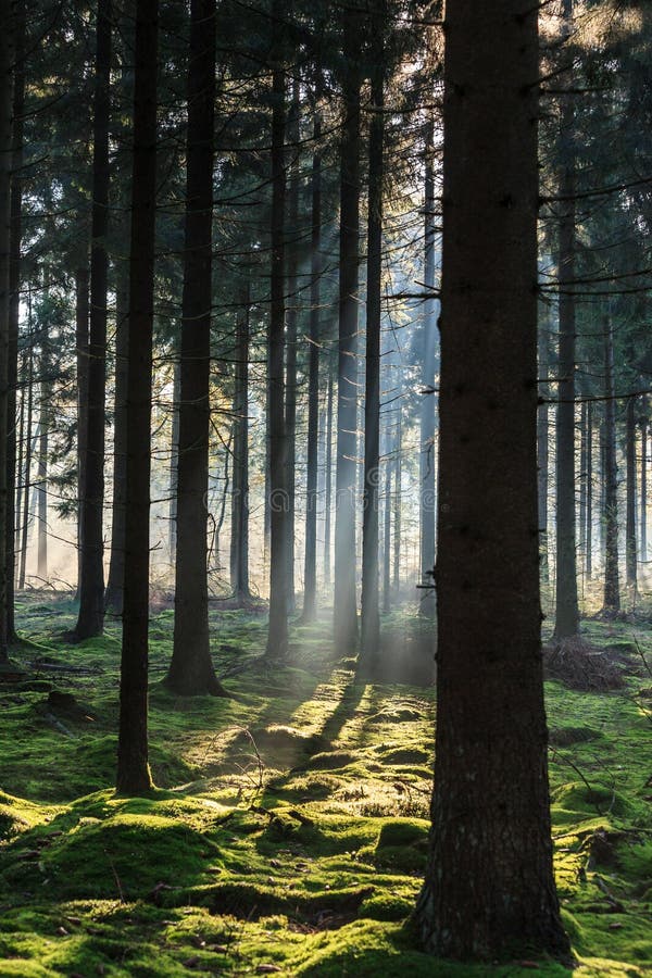 Morning Light Shining through the Trees in a Forest Stock Photo - Image ...