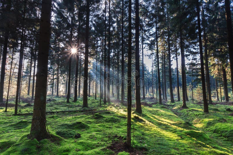 Morning Light Shining through the Trees in a Forest Stock Photo - Image ...