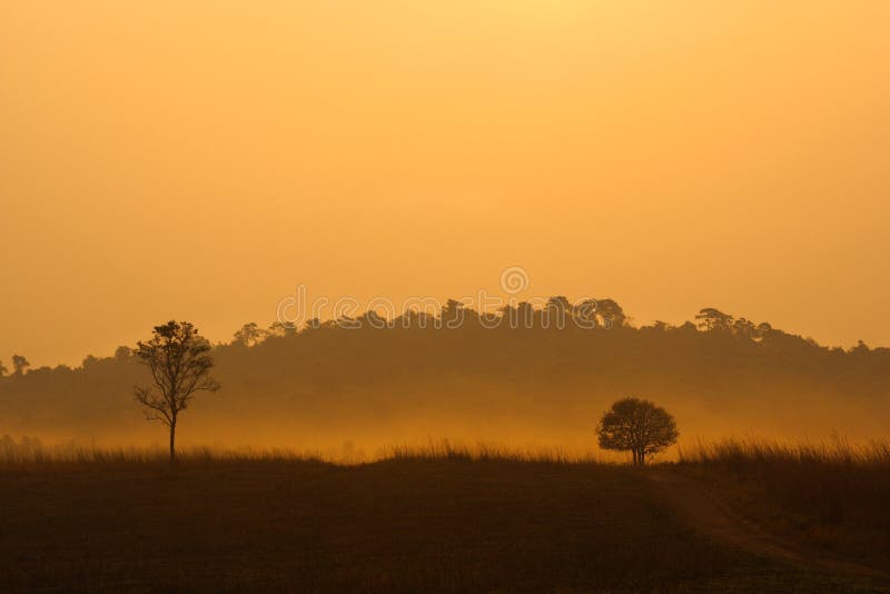 Morning Light with Silhouette of 2 Distancing Trees. Stock Photo ...