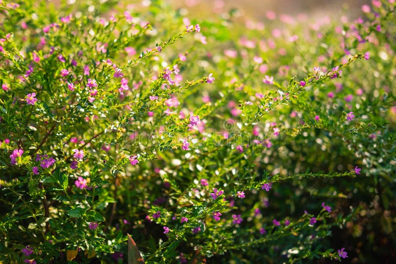 Morning Light Spring with False Heather Flowers Stock Image - Image of ...