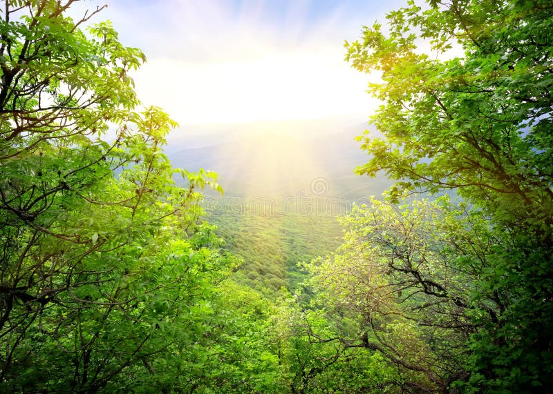 Morning light stock photo. Image of forest, countryside - 31379264