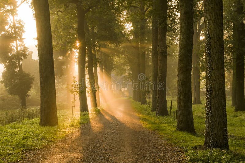 Morning light with trees stock image. Image of trees - 66911095