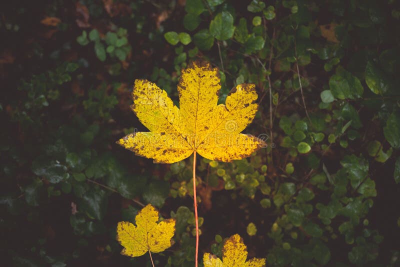 Morning Light in Warm Autumn Forest with Haze and Sun Rays Stock Image ...