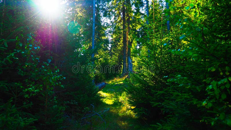 Morning Light Wispering in Up Mountain Forest Stock Photo - Image of ...