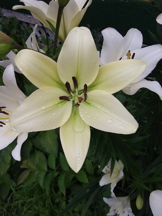 Morning Lily Dew Drop stock image. Image of fresh, morning - 161784715