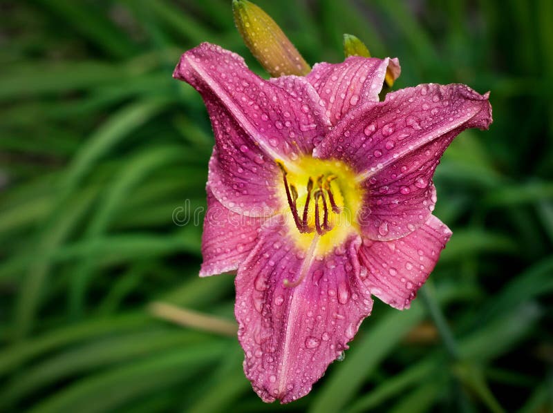 Morning, Lily... stock photo. Image of petal, stems, plant - 32093418