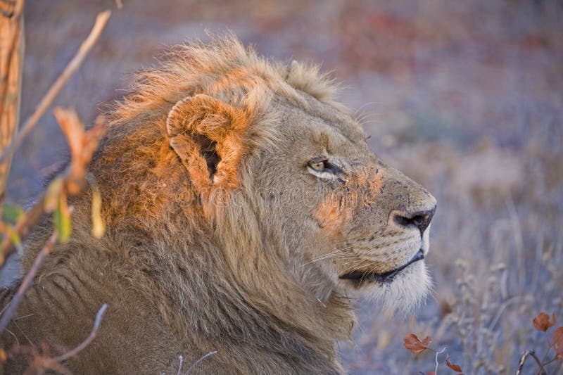 Morning Lion stock photo. Image of savannah, environment - 11707966