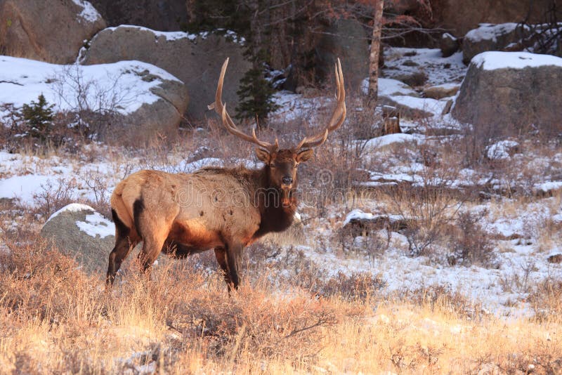 Morning lit bull elk stock photo. Image of vocal, mammals - 85094942
